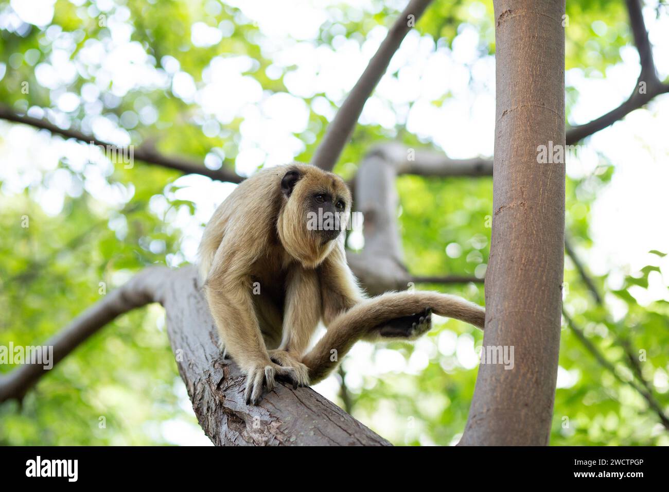 GOIANIA GOIAS BRAZIL - DECEMBER 07 2023: A female black howler monkey ...