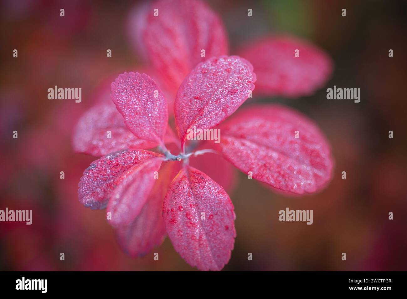 Wild berries, lignonberries and blueberries in Finnish forest during ...