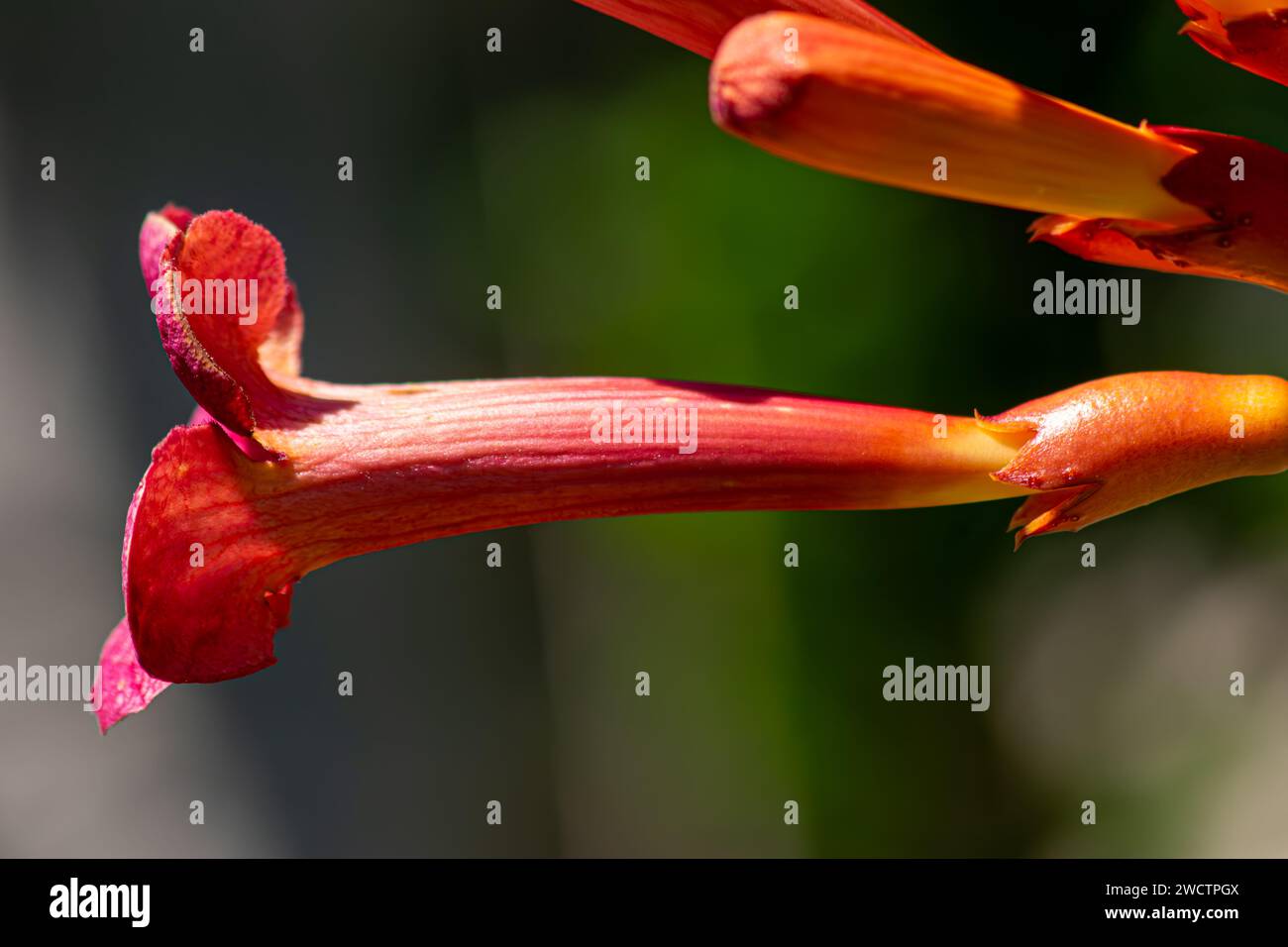 Bignonia indica hi-res stock photography and images - Alamy