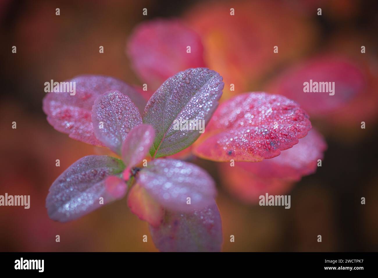 Wild berries, lignonberries and blueberries in Finnish forest during ...