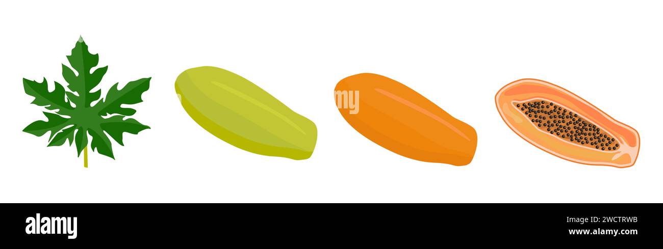 Papaya, leaf, whole fruit and half. Ripen and raw. Summer fruits for ...