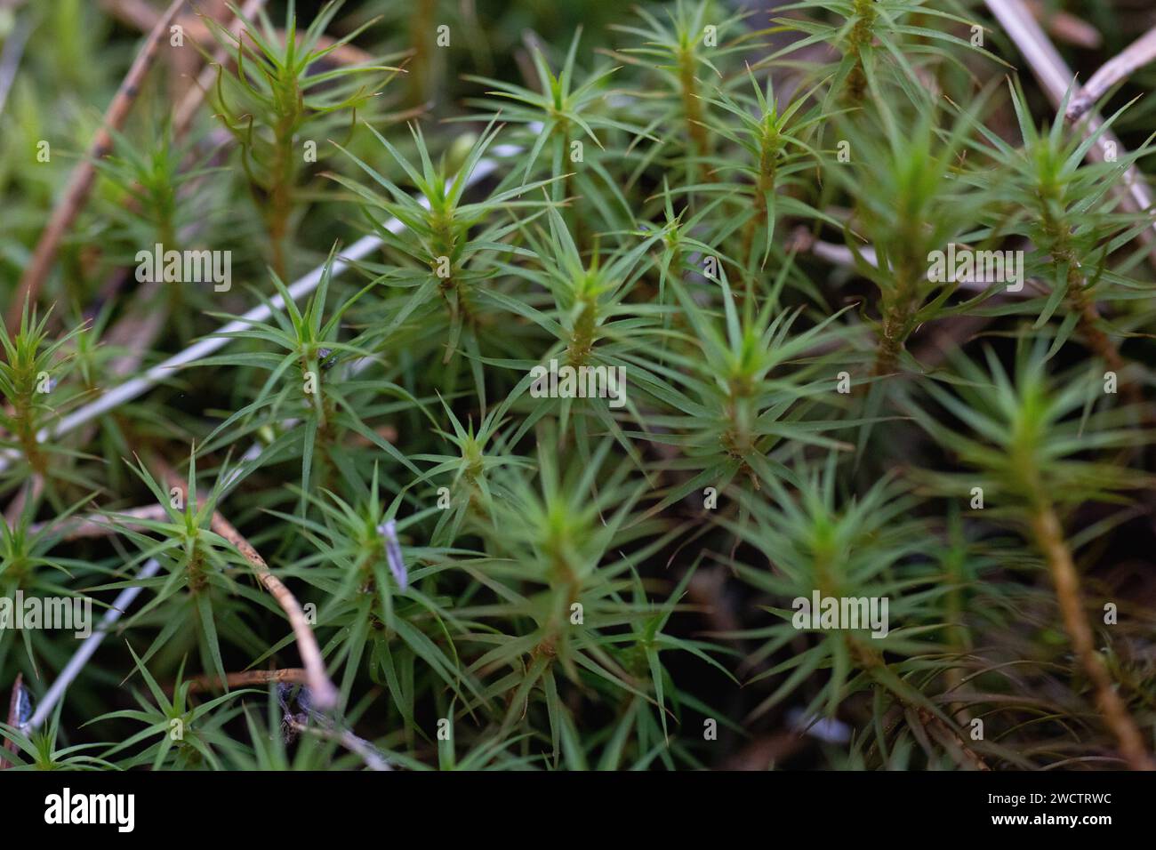 Spruce and pine seedlings and stems growing in forest in Finland Stock ...