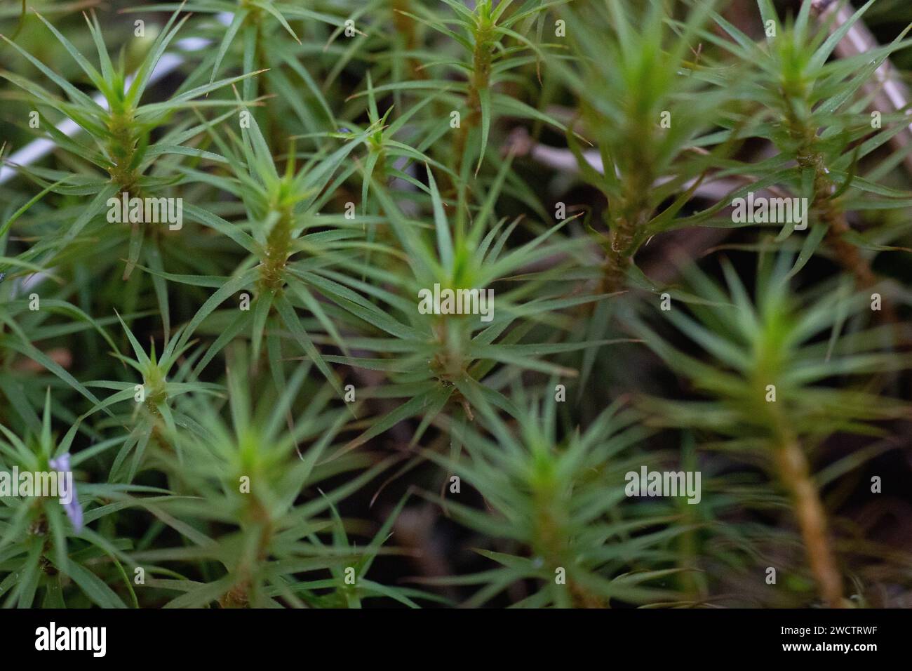 Spruce and pine seedlings and stems growing in forest in Finland Stock ...