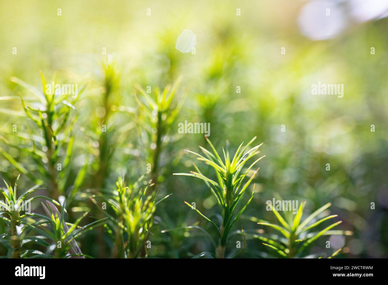 Spruce and pine seedlings and stems growing in forest in Finland Stock ...