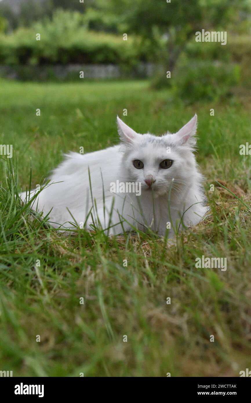Longhaired cat in grass hi-res stock photography and images - Alamy