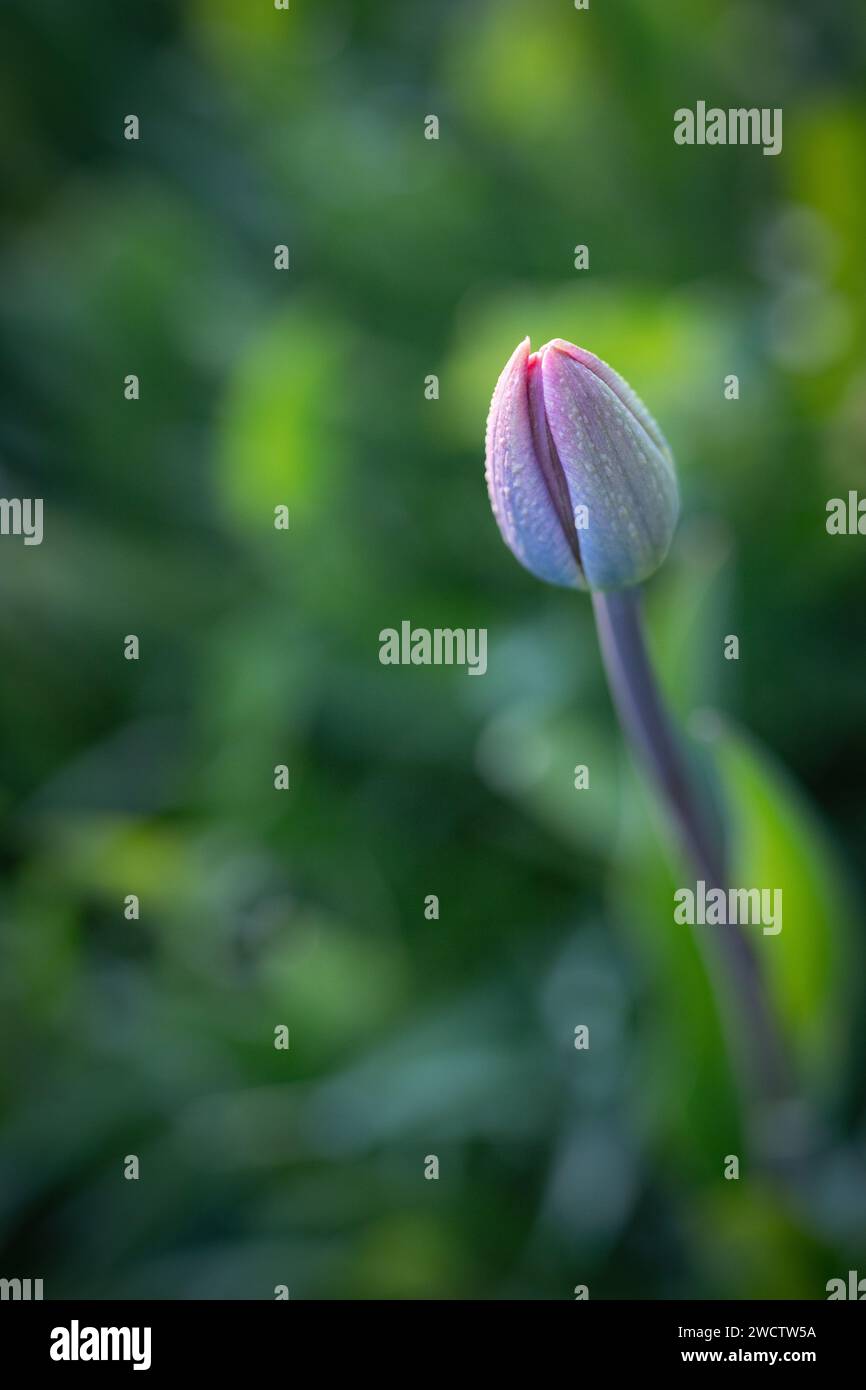 Close-up photo of Finnish wild grown flowers in a forest. Rough beauty ...