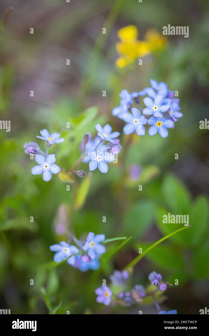 Close-up photo of Finnish wild grown flowers in a forest. Rough beauty ...