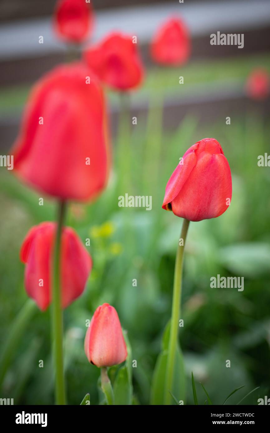 Growing wildly hi-res stock photography and images - Alamy