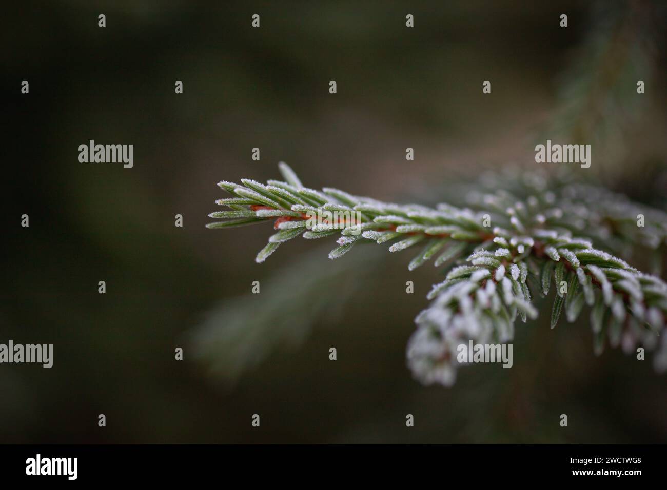 Close-up photo of a frosty spruce tree in a forest in Finland Stock ...