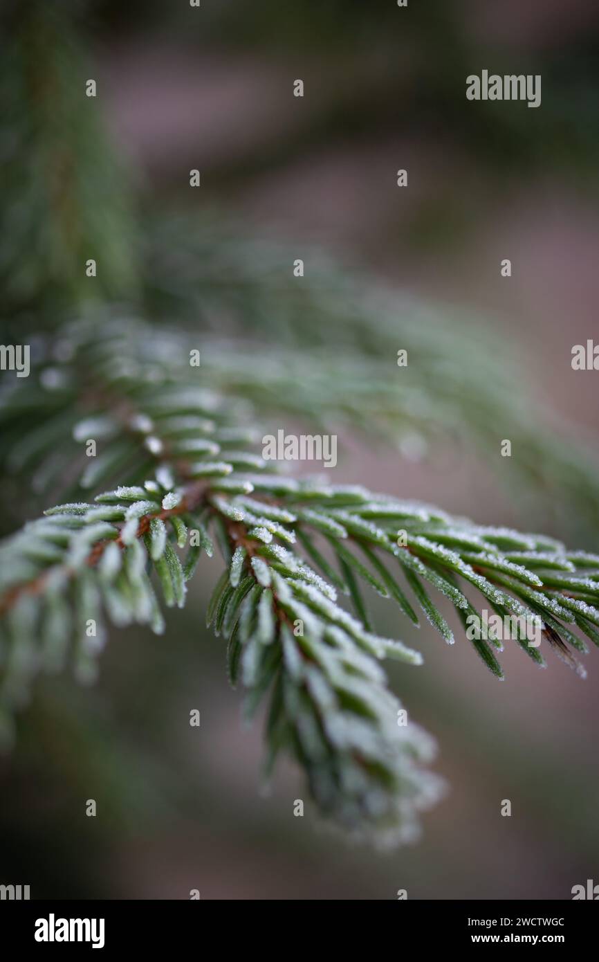 Close-up photo of a frosty spruce tree in a forest in Finland Stock ...