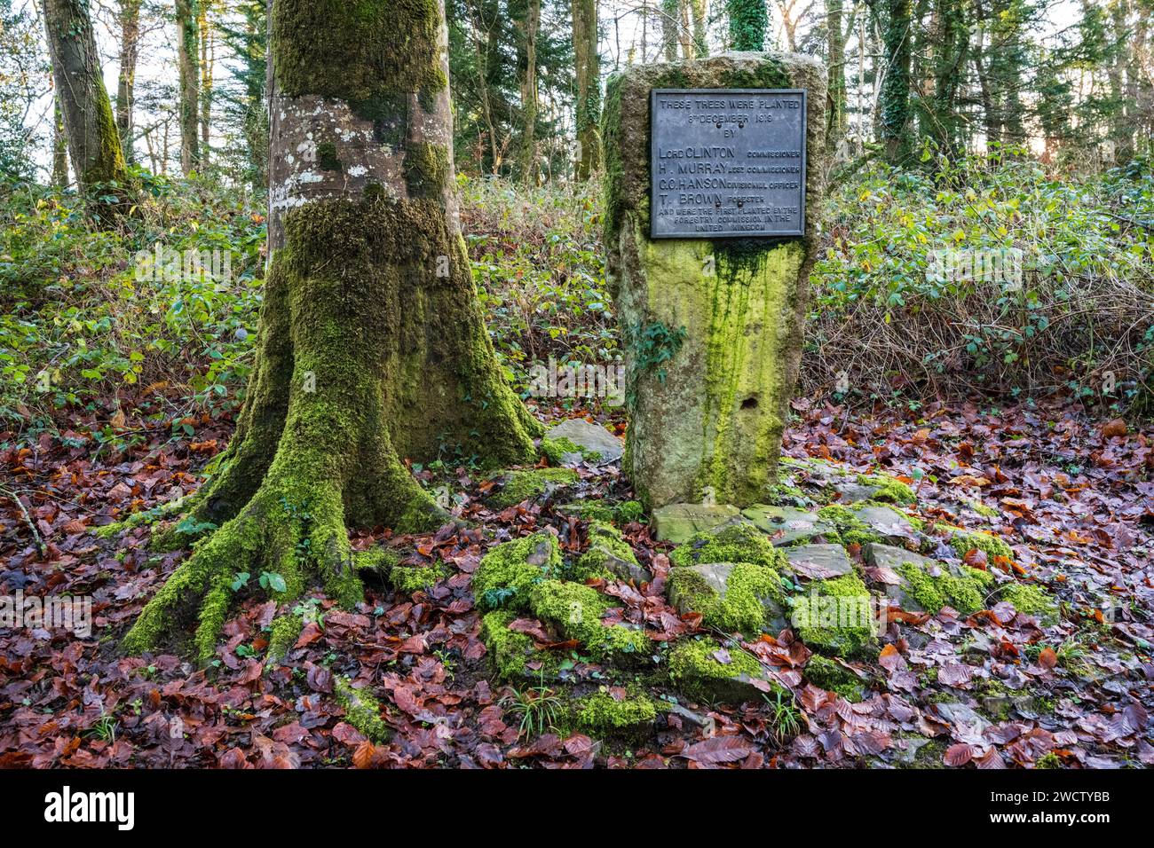Plaque commemorating the first trees planted by the Forestry Commission ...