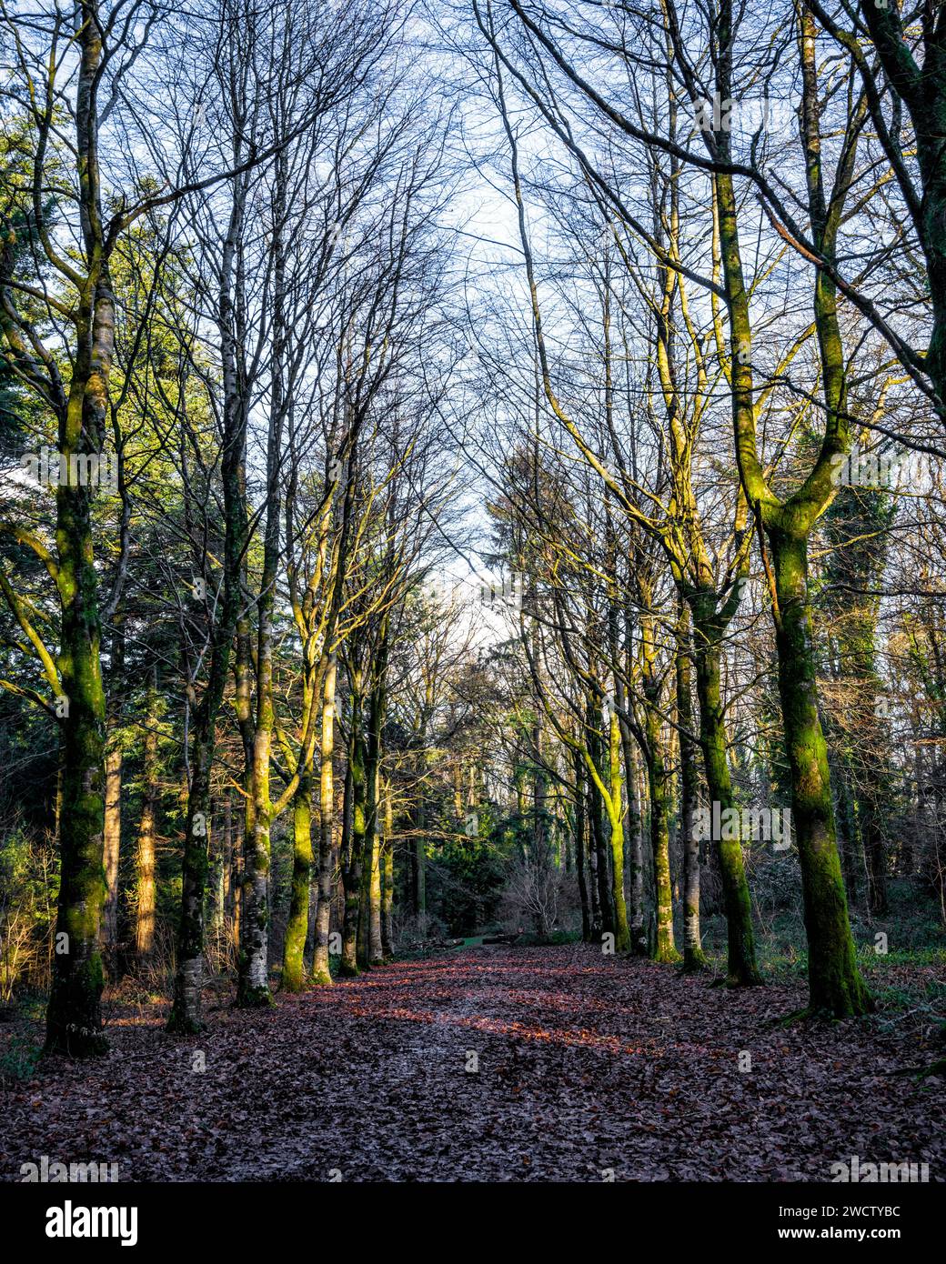 Forestry commission plantation hi-res stock photography and images - Alamy