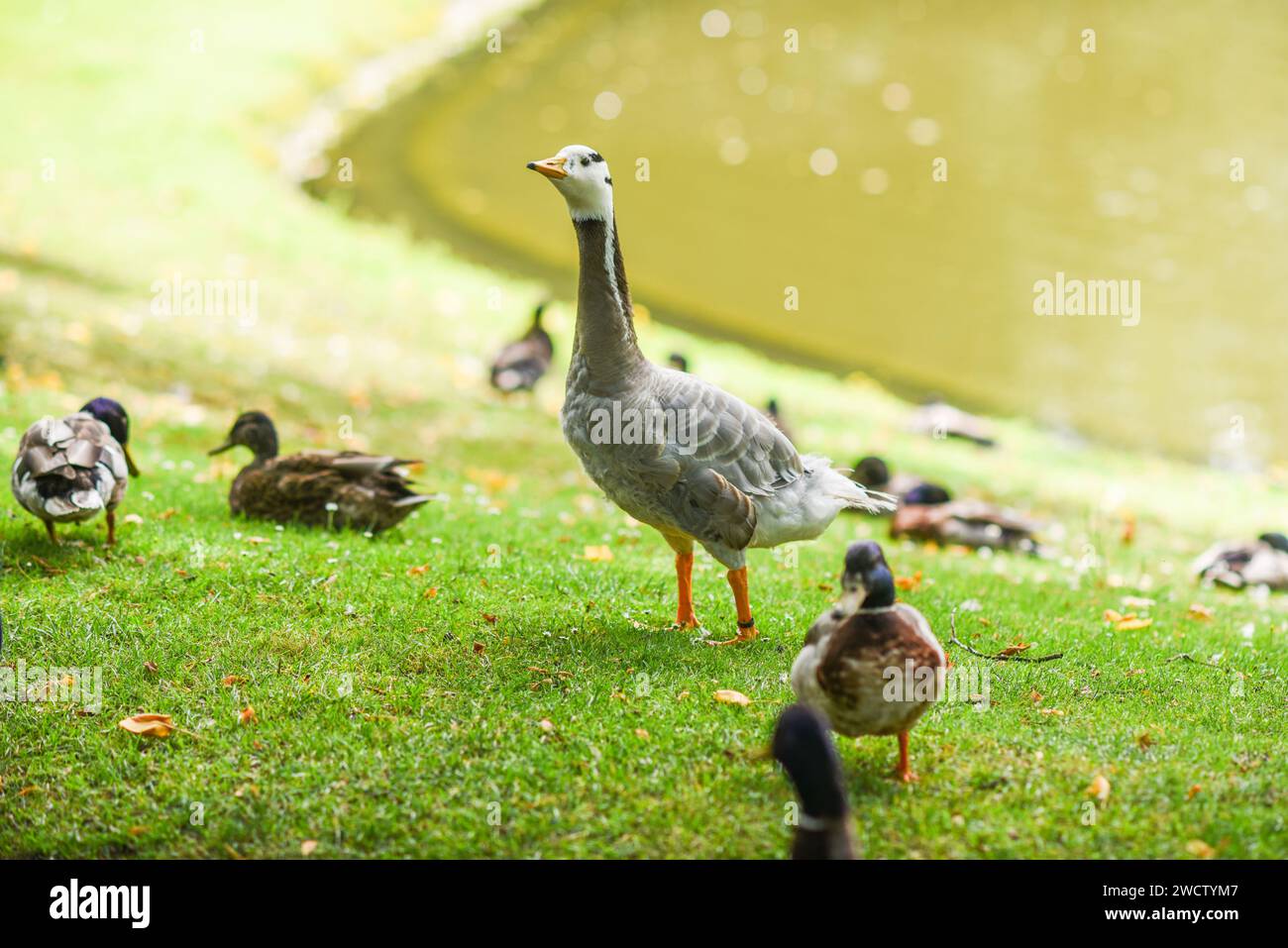 Feather on water anser indicus hi-res stock photography and images - Alamy