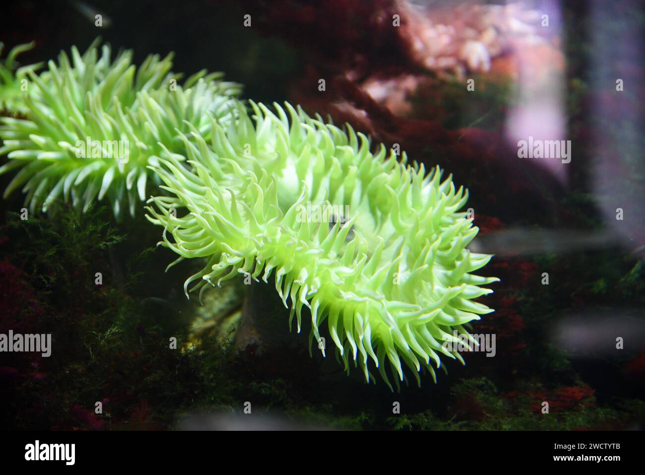 Anthopleura xanthogrammica in the aquarium. A landscape of beautiful ...