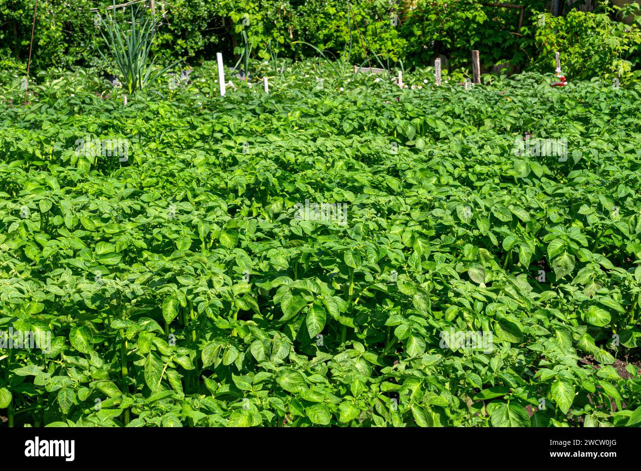 Young green potato bush in a garden bed. potato field Stock Photo - Alamy