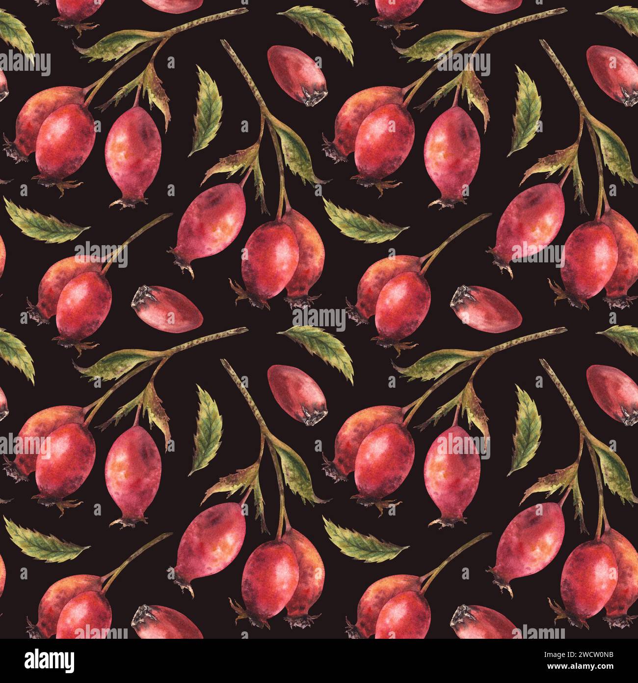 Branch of wild rosehips with red briar fruits, dog rose green leaves ...