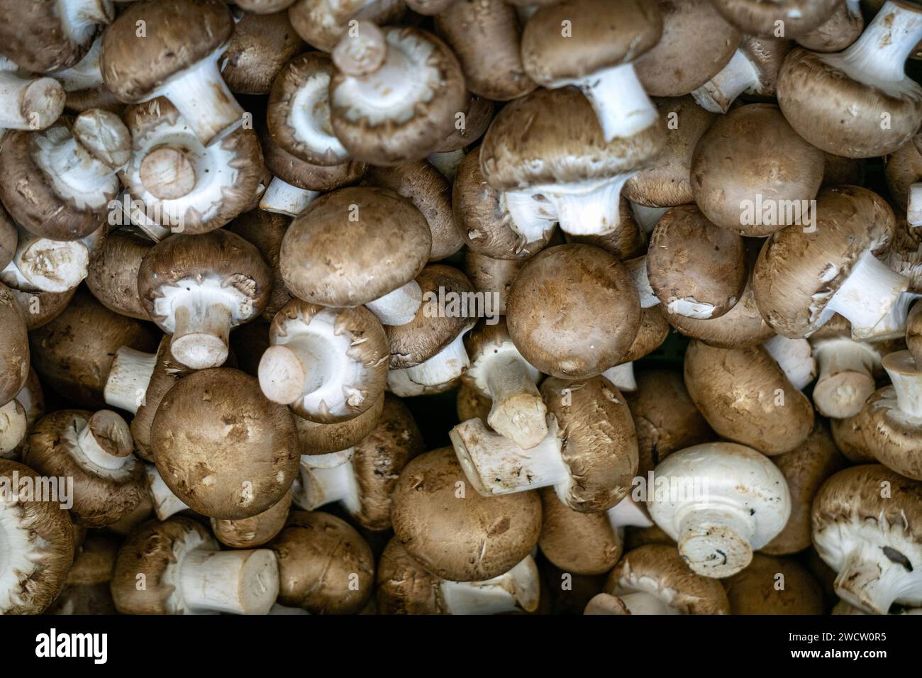 Brown champignons mushrooms growing hi-res stock photography and images ...