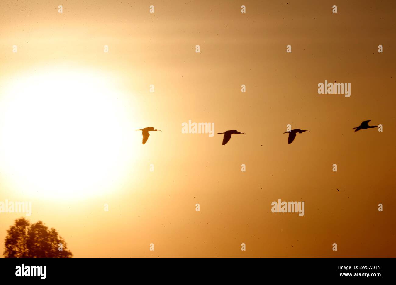 Storks fly over rice hi-res stock photography and images - Alamy