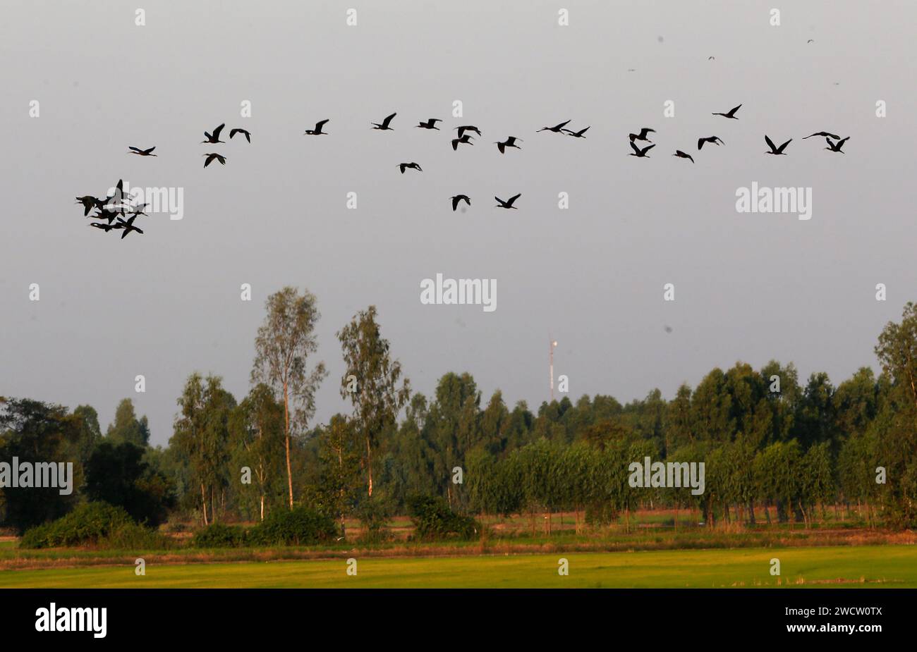 Storks fly over rice hi-res stock photography and images - Alamy