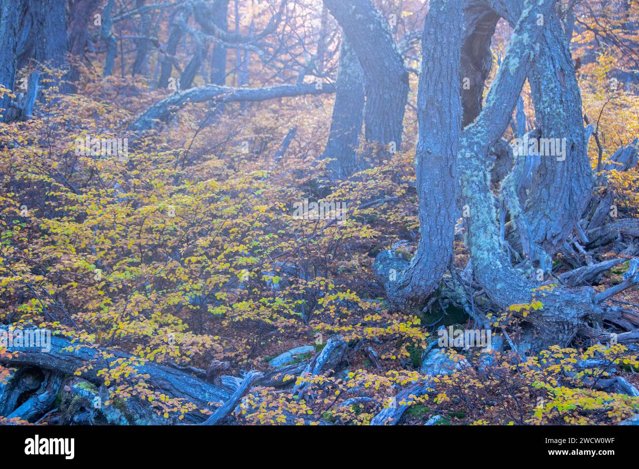 Bush forest landscape at laguna esmeralda hiking road, tierra del fuego ...