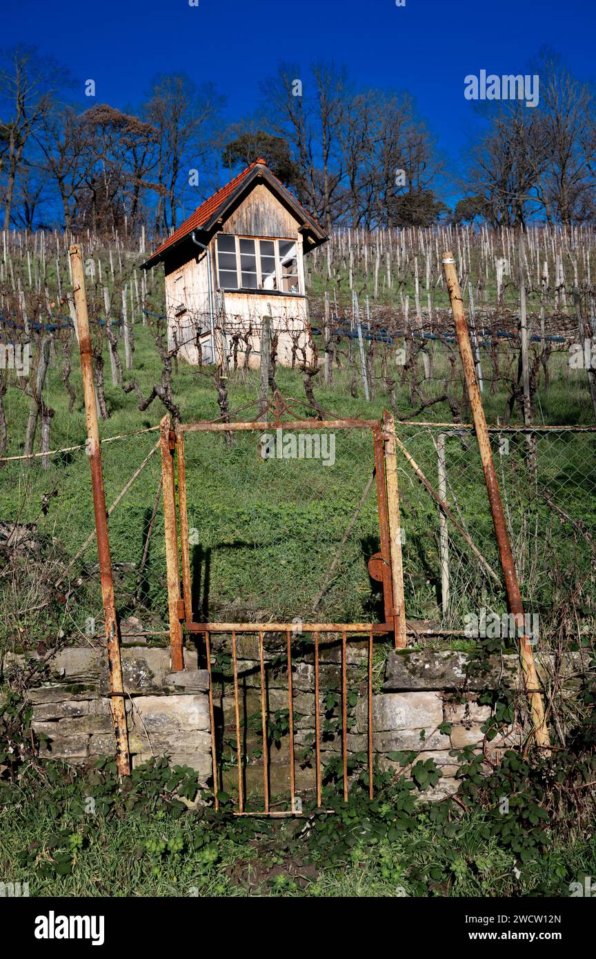 Vineyard on a slope in the winter evening sun with retaining wall ...