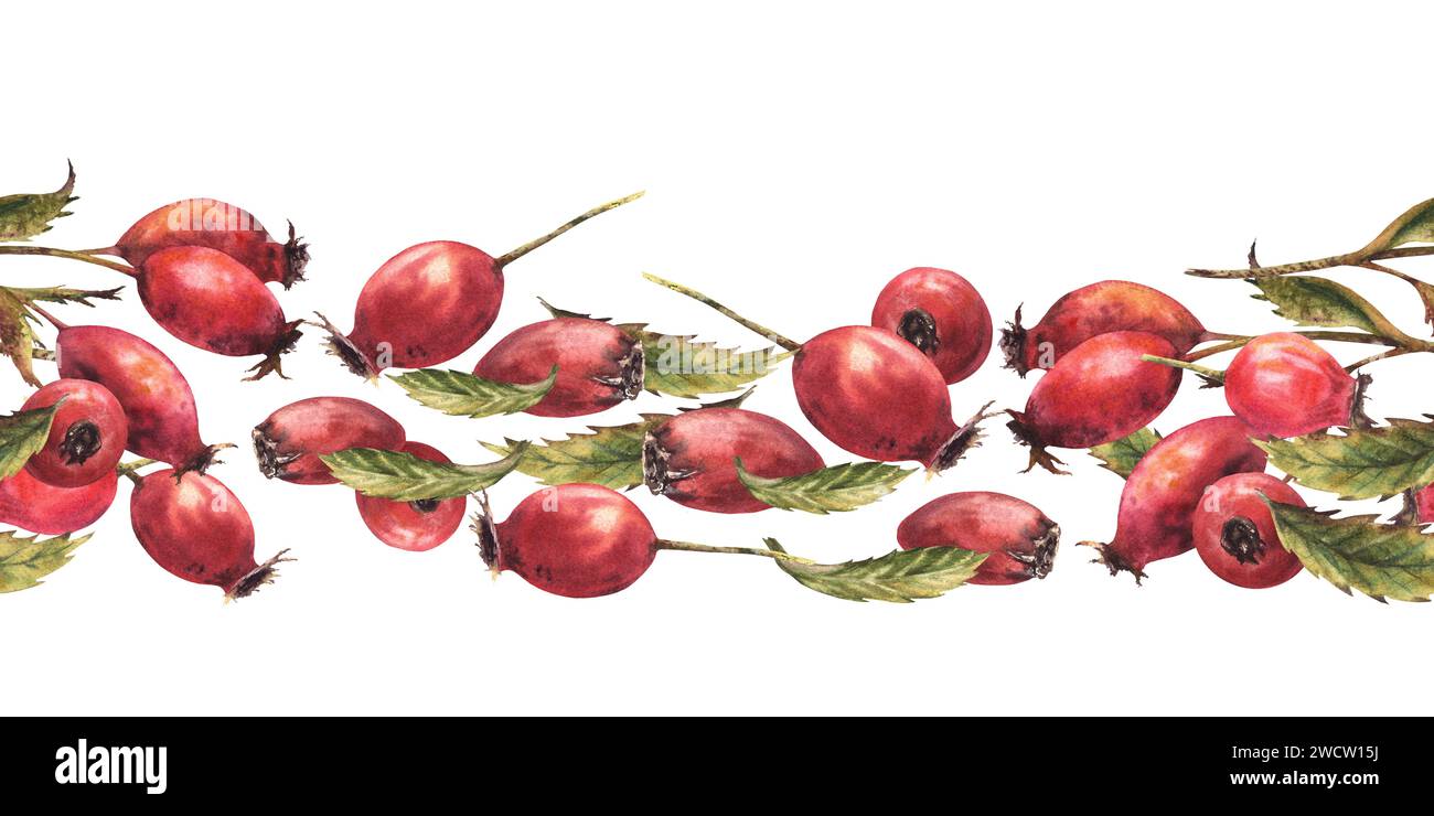 Branch of wild rosehips with red briar fruits, dog rose green leaves ...