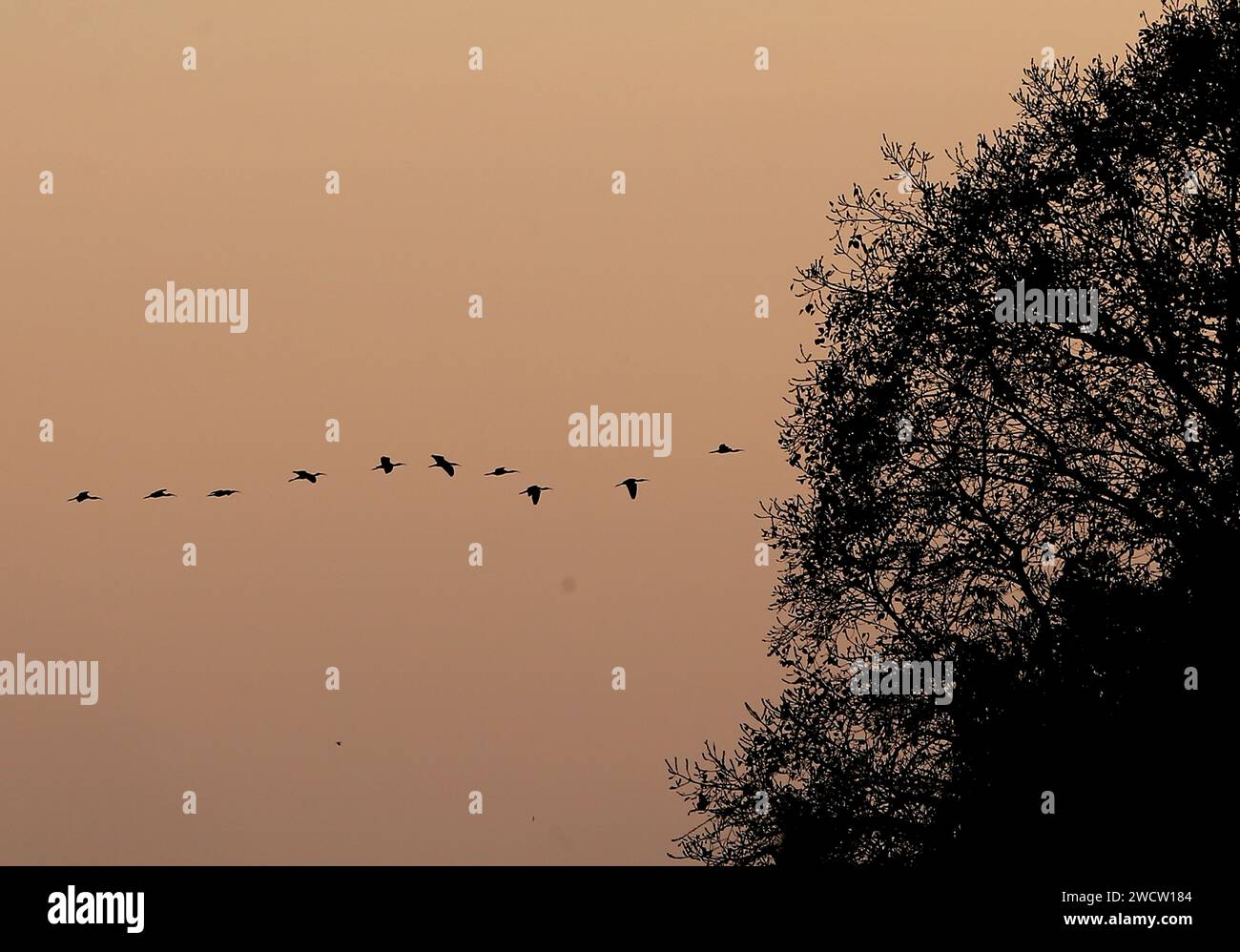 Storks fly over rice hi-res stock photography and images - Alamy