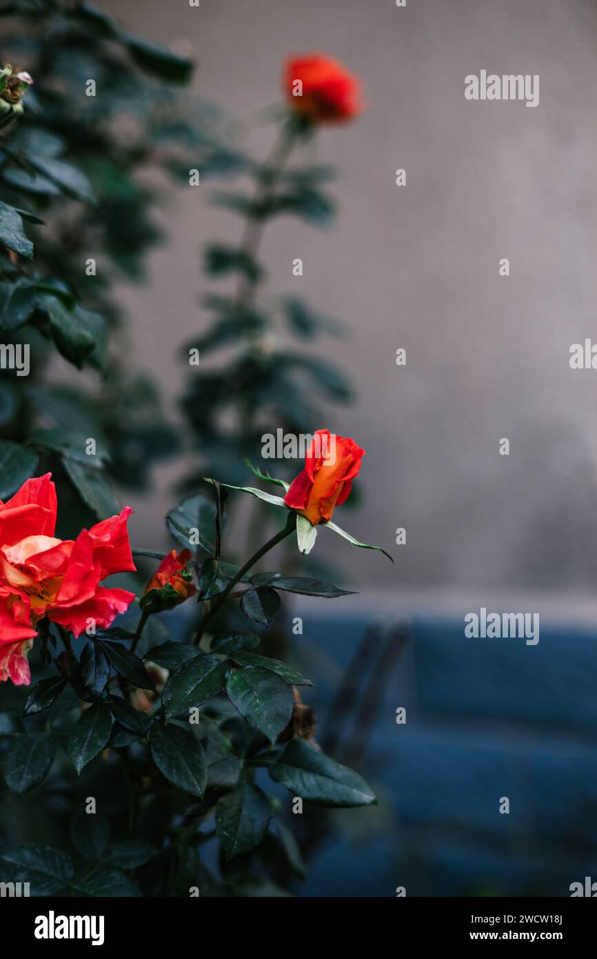 Small bud of a bush red rose sprouting in the garden outdoors. Dark ...