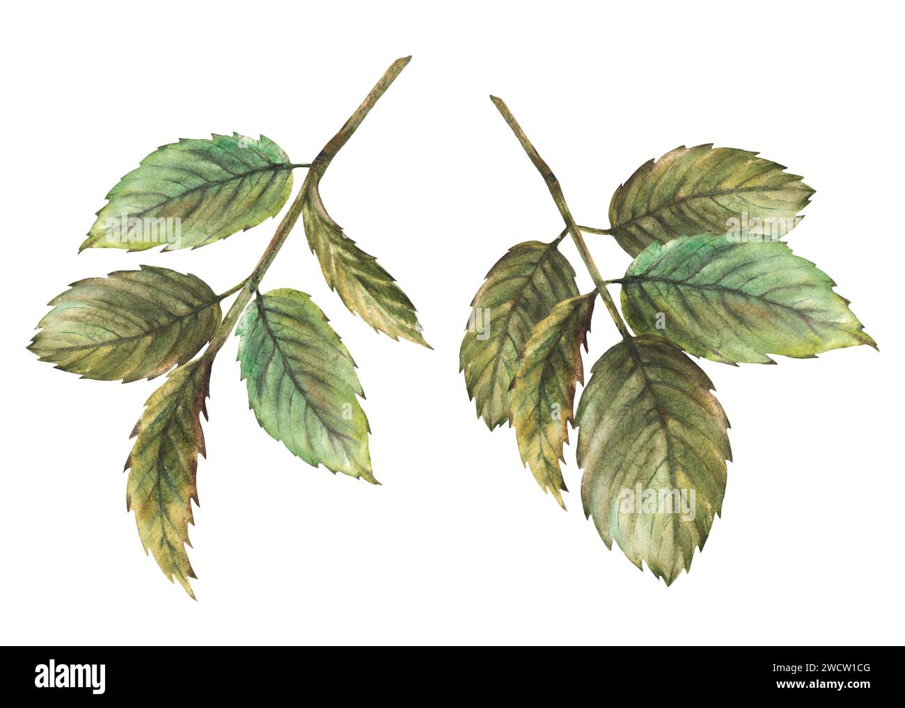 Roses lief or rose hip, briar, brier or dog rose green leaves set. Hand ...