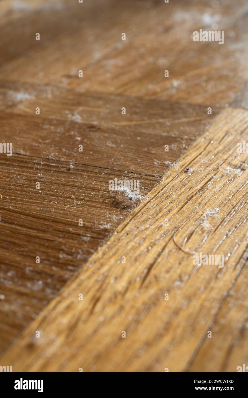 Small dust specs and fiber on wooden floor tiles. Macro close up shot ...