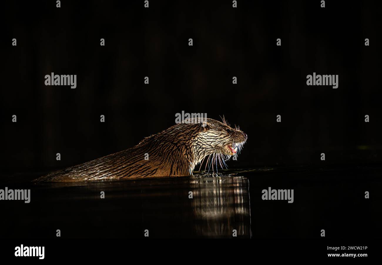 Otter devouring fish in nocturnal waters, illuminating its surroundings ...
