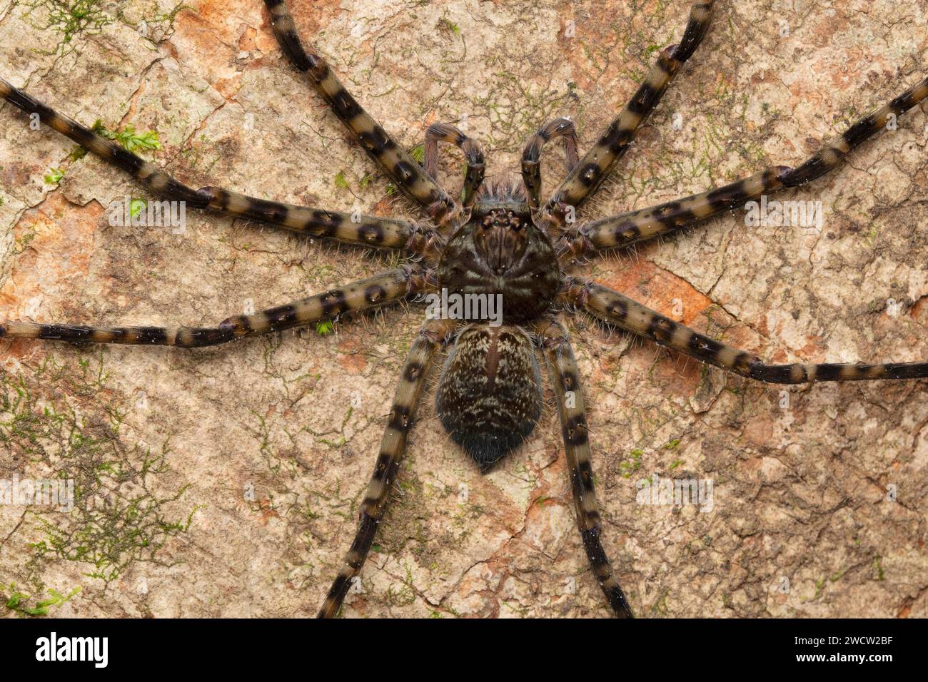 Huntsman spiderseugene louis simon hi-res stock photography and images ...