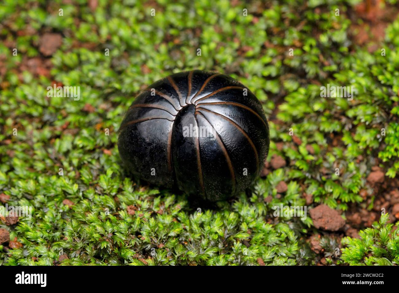 Pill bug, Armadillidum granulatum, Satara, Maharashtra, India Stock ...