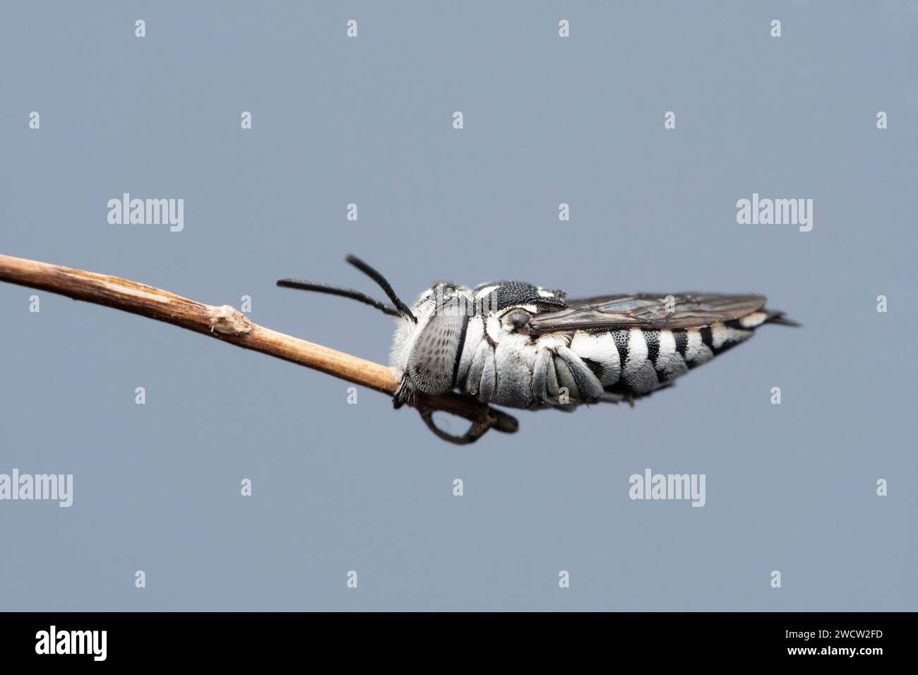 Lateral of Zebra bee, Coelioxys sayi, Satara, Maharashtra, India Stock ...