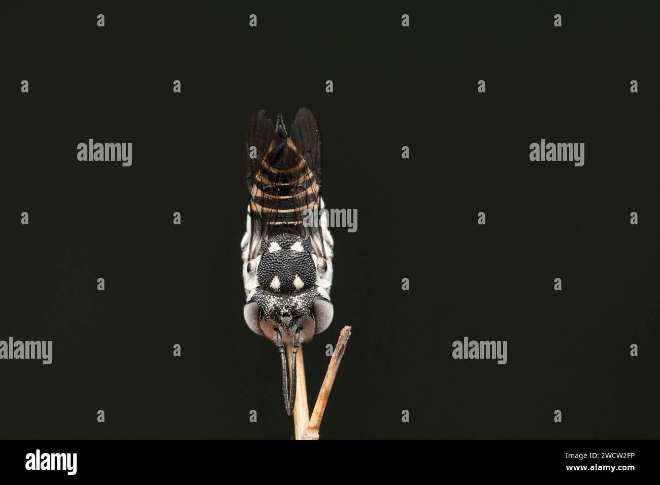 Zebra bee, Coelioxys sayi, Satara, Maharashtra, India Stock Photo - Alamy