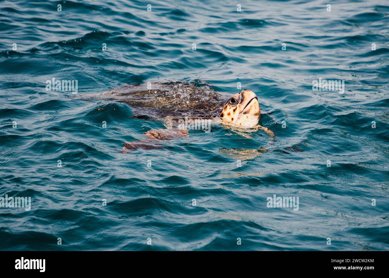 sea turtle swimming in water Stock Photo - Alamy