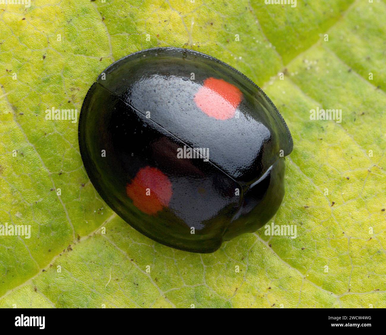 Dorsal view of Kidney-spot Ladybird (Chilocorus renipustulatus) resting ...
