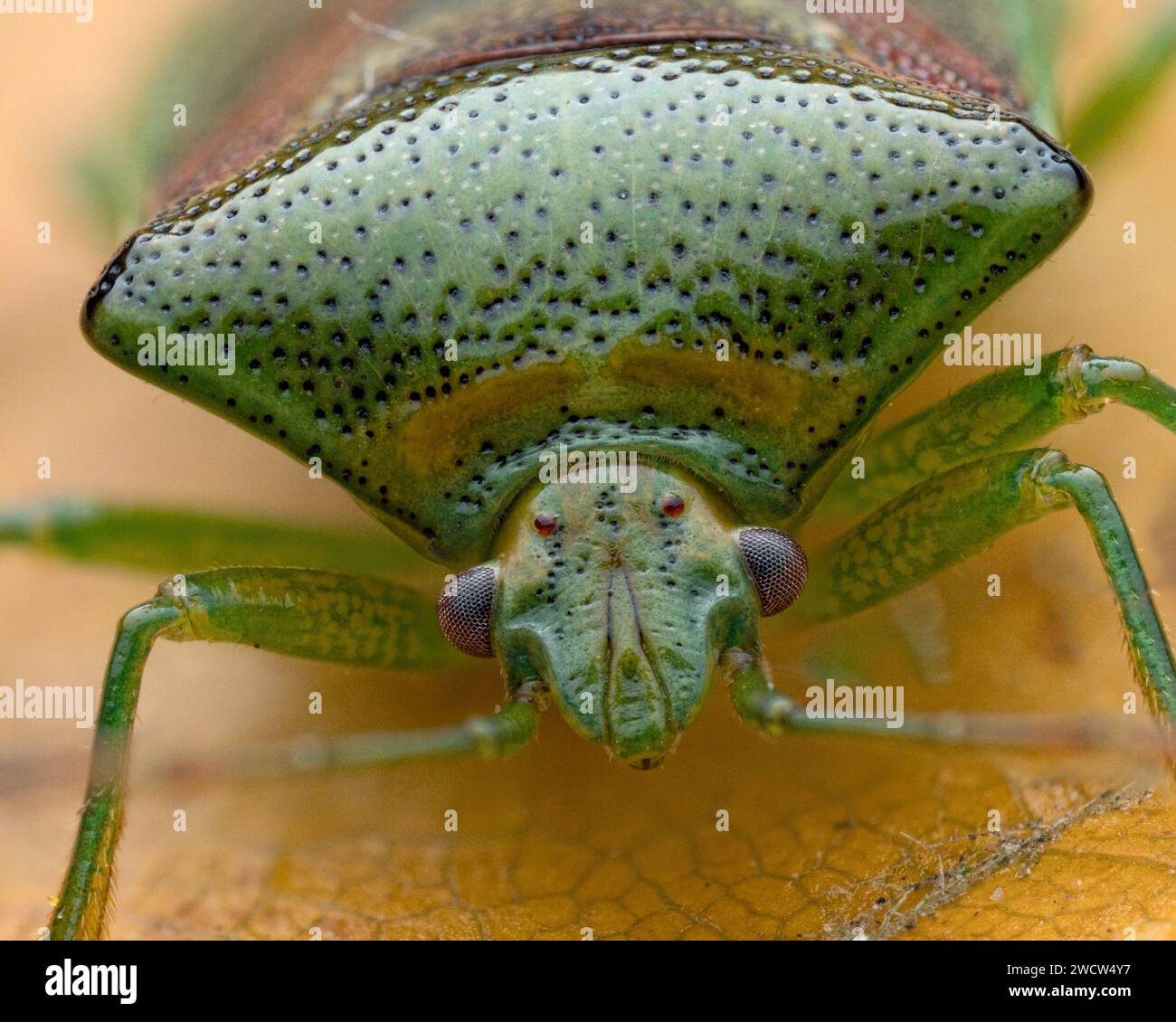 Overwintering Birch Shieldbug (Elasmostethus interstinctus) on leaf ...