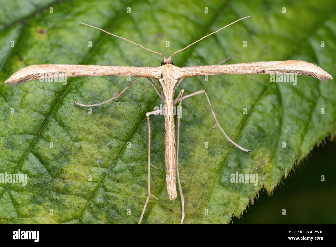Overwintering Common Plume moth (Emmelina monodactyla) on bramble leaf ...
