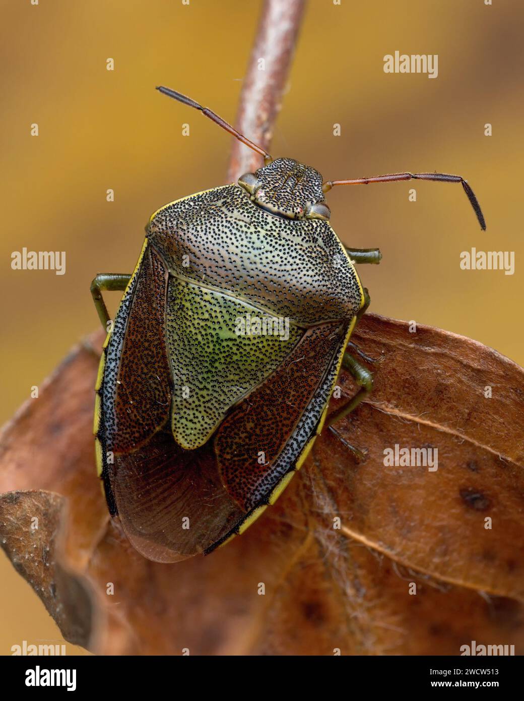 Overwintering Gorse Shieldbug (Piezodorus lituratus) on beech twig ...