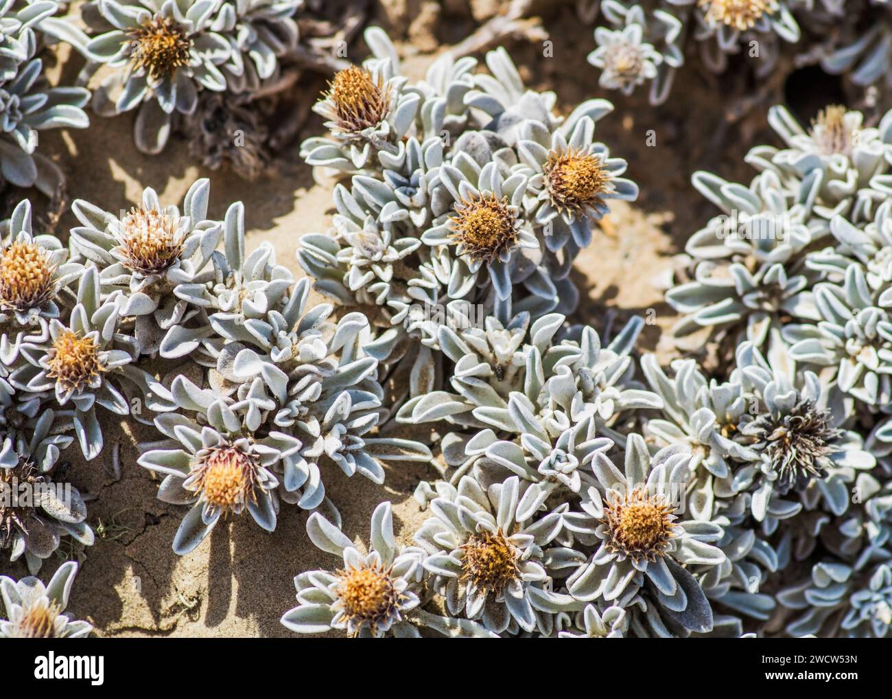 Succulents Lithops Lichen Lüderitz Namibia Desert Plants Stock Photo ...