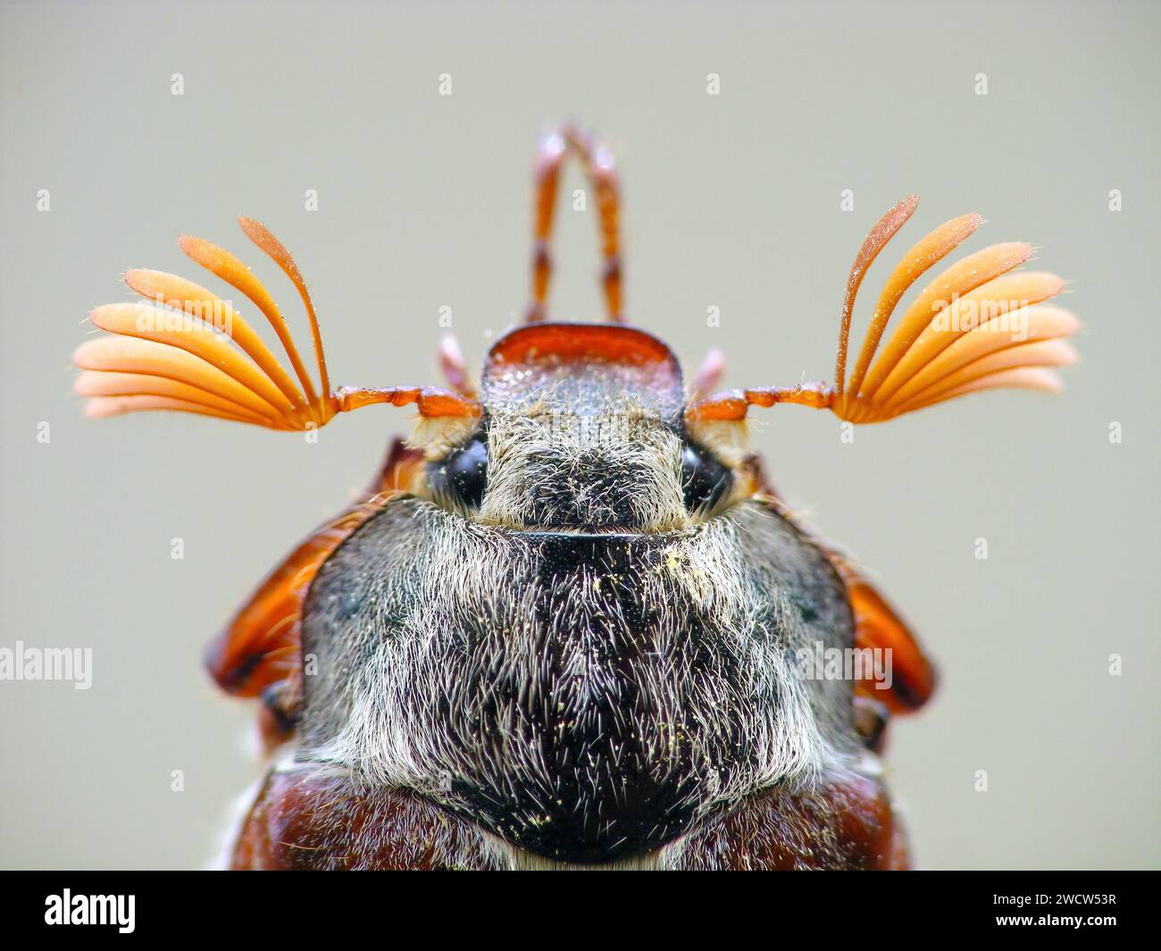 Macrophotograph of the head of a male June beetle or cockchafer ...
