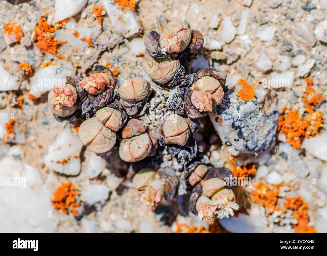Succulents Lithops Lichen Lüderitz Namibia Desert Plants Stock Photo ...