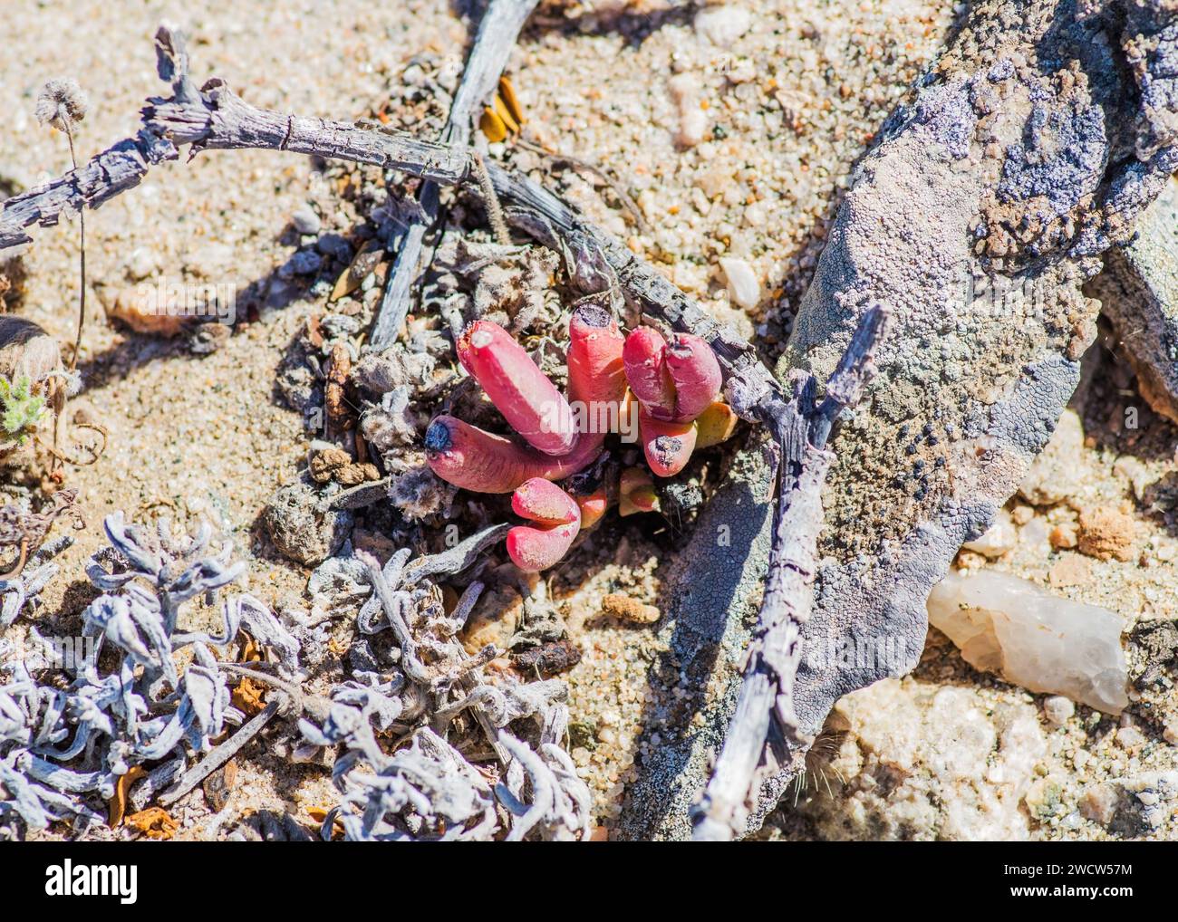 Succulents Lithops Lichen Lüderitz Namibia Desert Plants Stock Photo ...