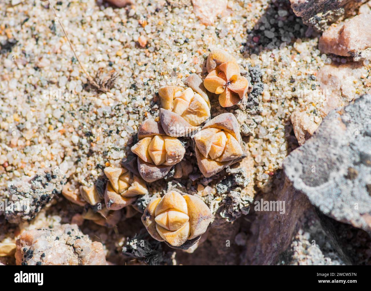 Succulents Lithops Lichen Lüderitz Namibia Desert Plants Stock Photo ...