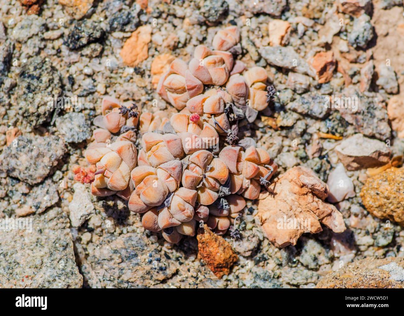 Succulents Lithops Lichen Lüderitz Namibia Desert Plants Stock Photo ...