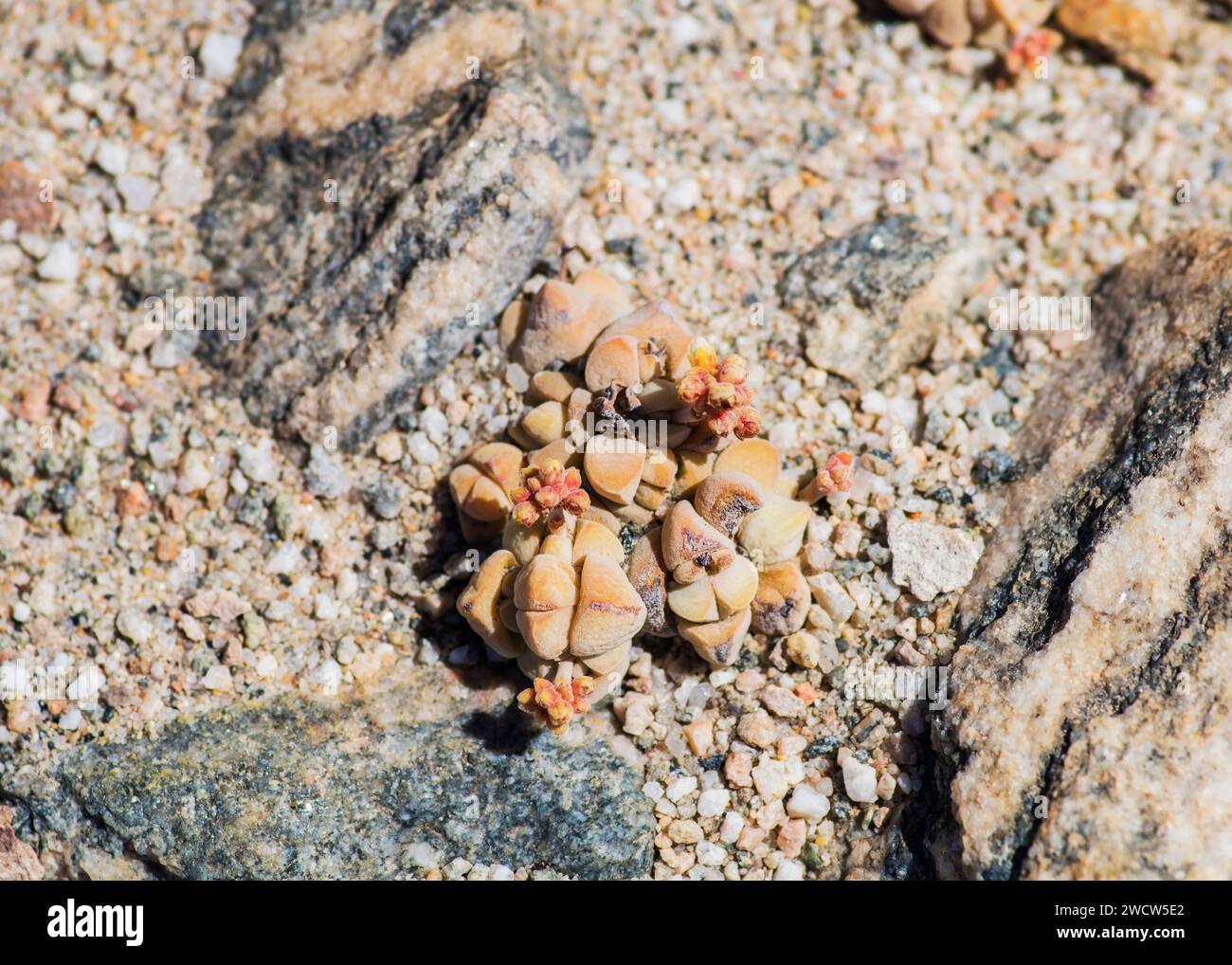Succulents Lithops Lichen Lüderitz Namibia Desert Plants Stock Photo ...