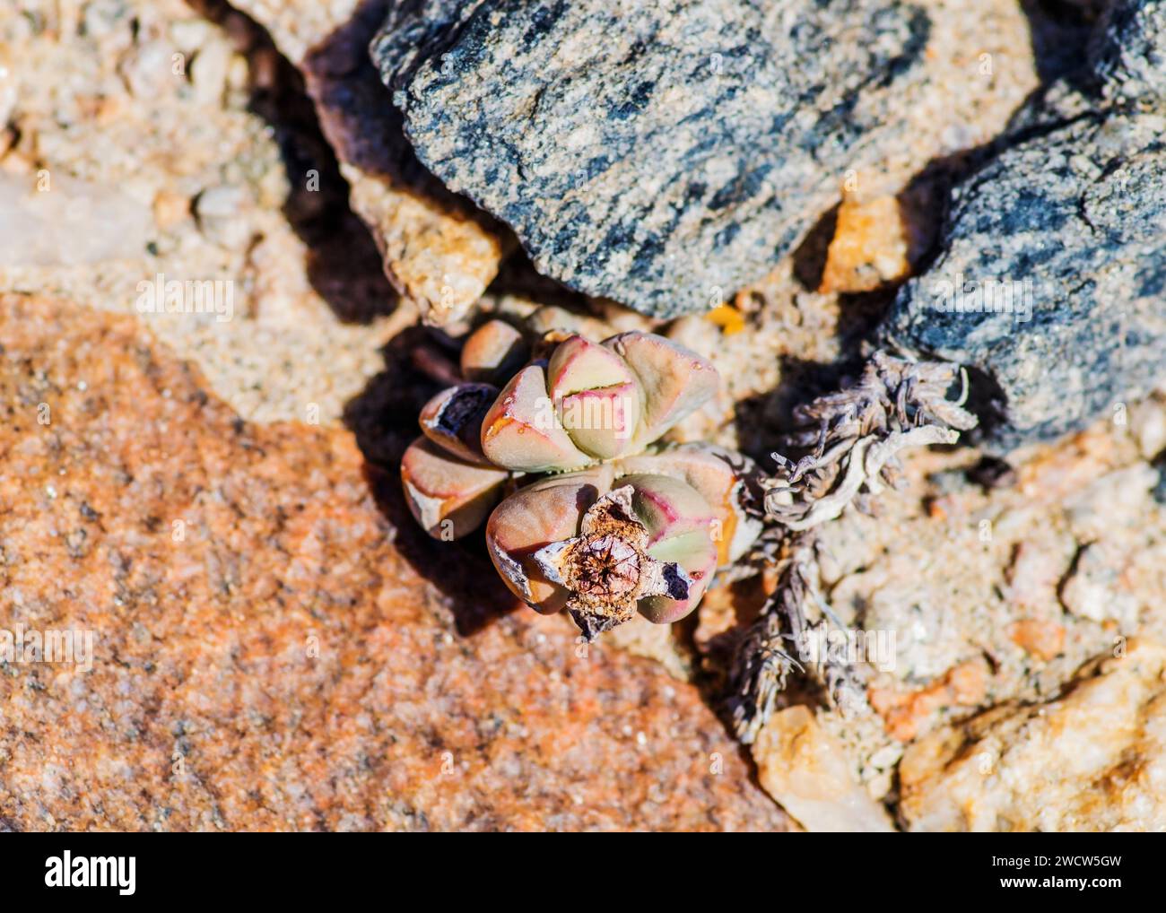 Succulents Lithops Lichen Lüderitz Namibia Desert Plants Stock Photo ...