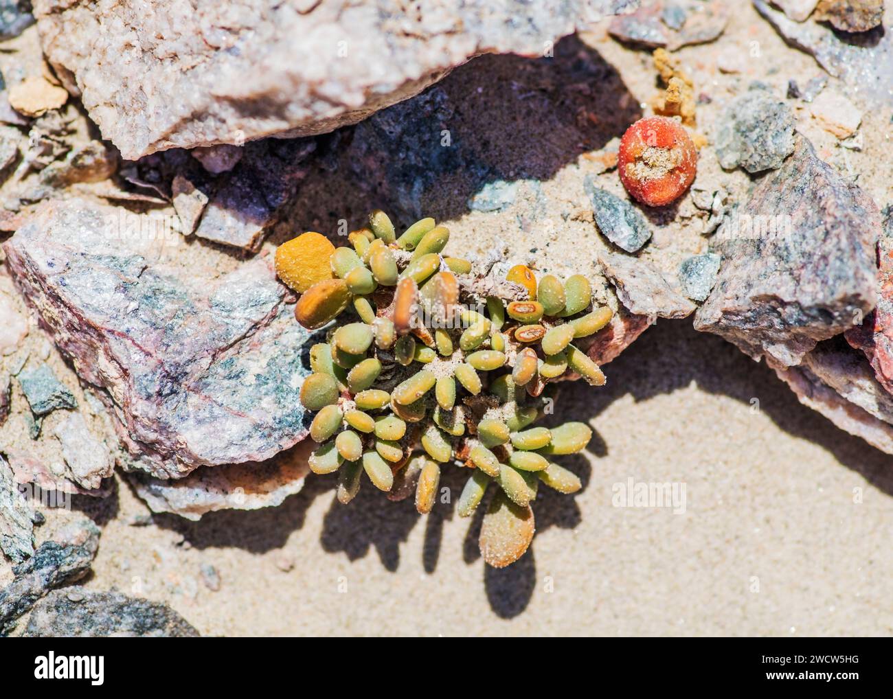 Succulents Lithops Lichen Lüderitz Namibia Desert Plants Stock Photo ...