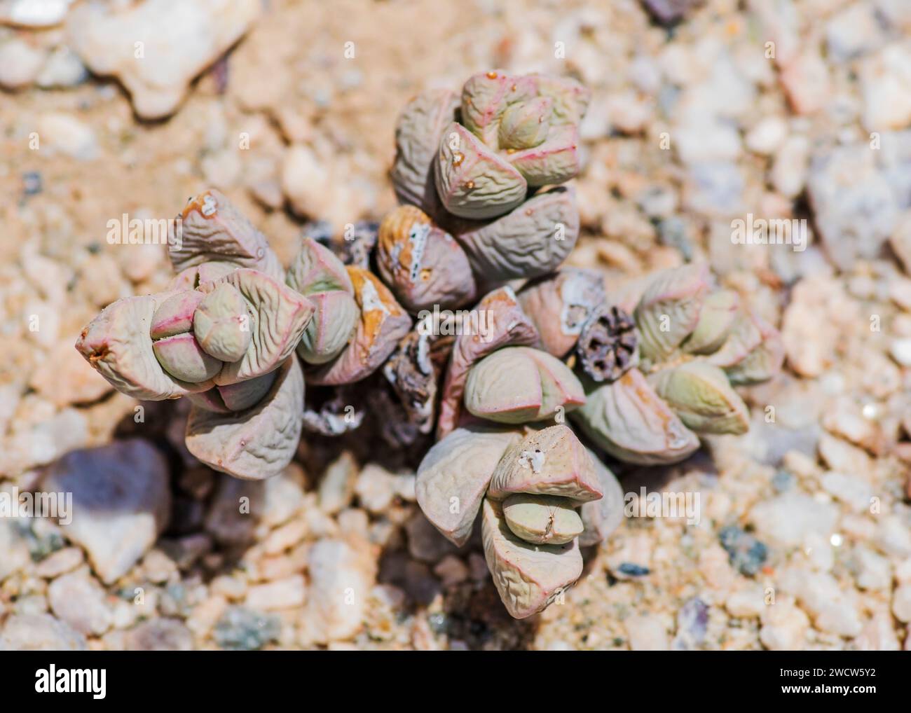 Succulents Lithops Lichen Lüderitz Namibia Desert Plants Stock Photo ...